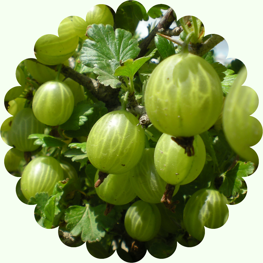 Крыжовник Малахит