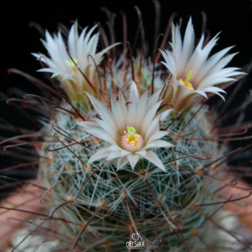Buy Organic Succulent Cactus Mammillaria barbata SB-22 Seeds | Oreshka ...