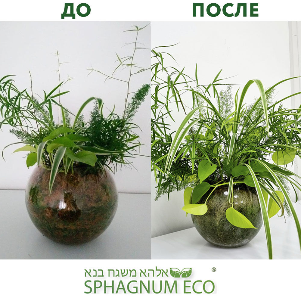 Купить живой мох сфагнум для орхидей