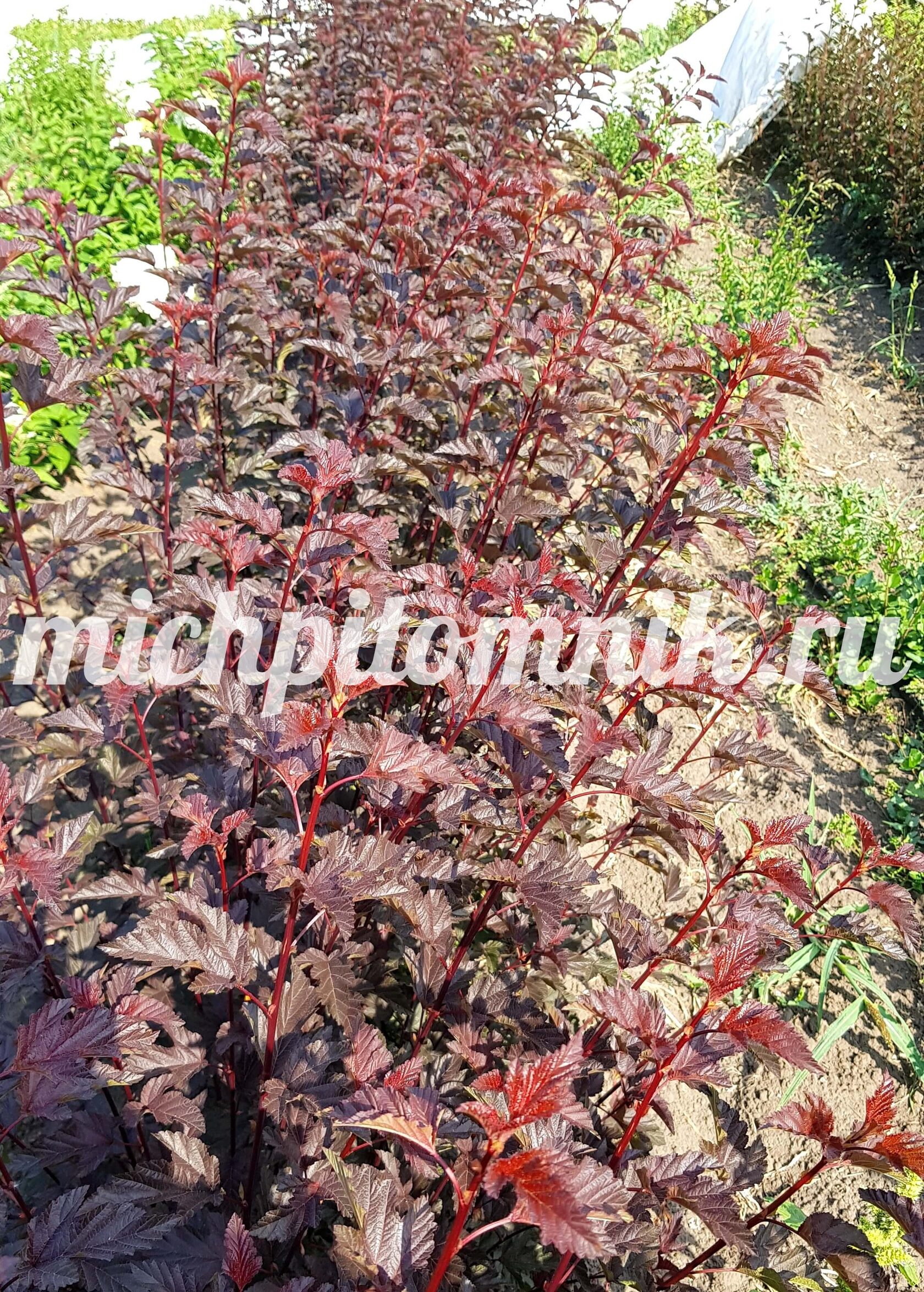 Пузыреплодник калинолистный "Lady in Red" ("Леди ин Ред")