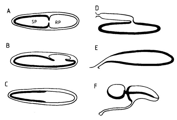 Плавательный пузырь, часть 2: Принципы работы