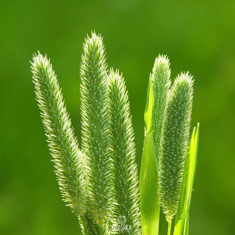 Timofeevka lugovaya fresh seeds, Phlum pratense | Oreshka seeds