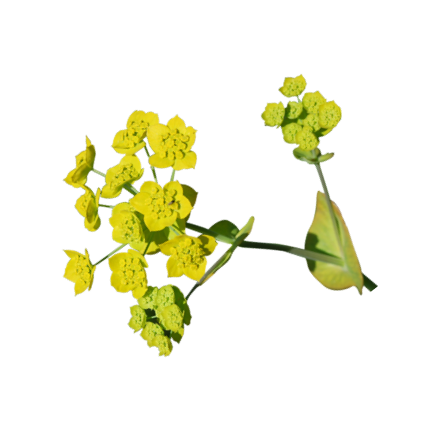 НПК Миламед- Производство БАД и витаминных комплексов на научной основе