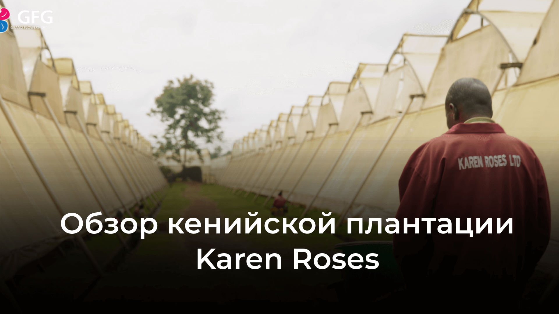 Karen Roses: обзор крупной плантации из Кении на 95 Га