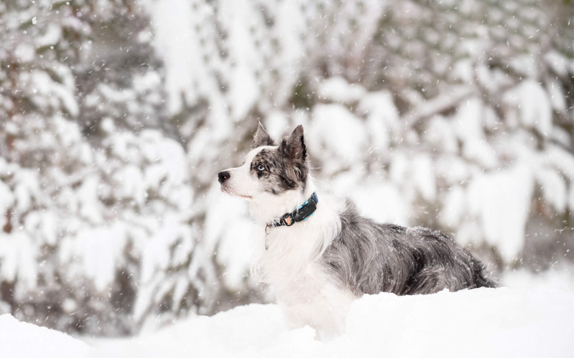GPS-ошейник (трекер) для собак Petsee купить на официальном сайте, цена ...