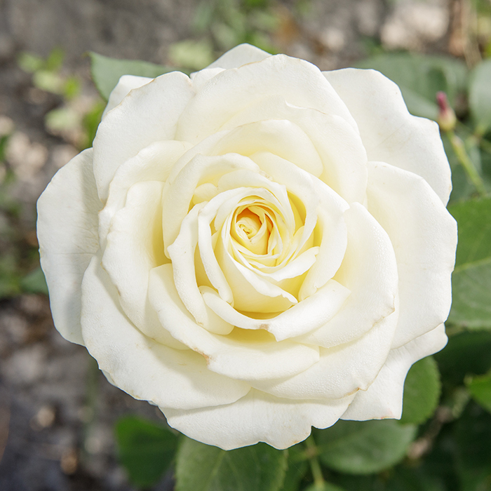 Роза Боинг (Boeing)