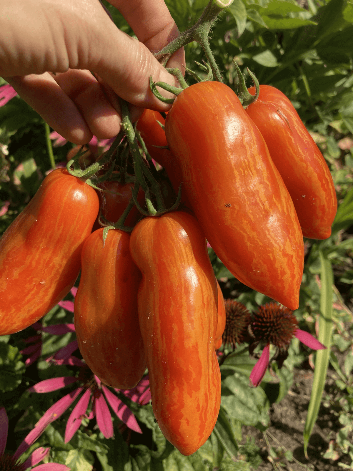 Dwarf Pepper Like Stripe/Перец полосатый