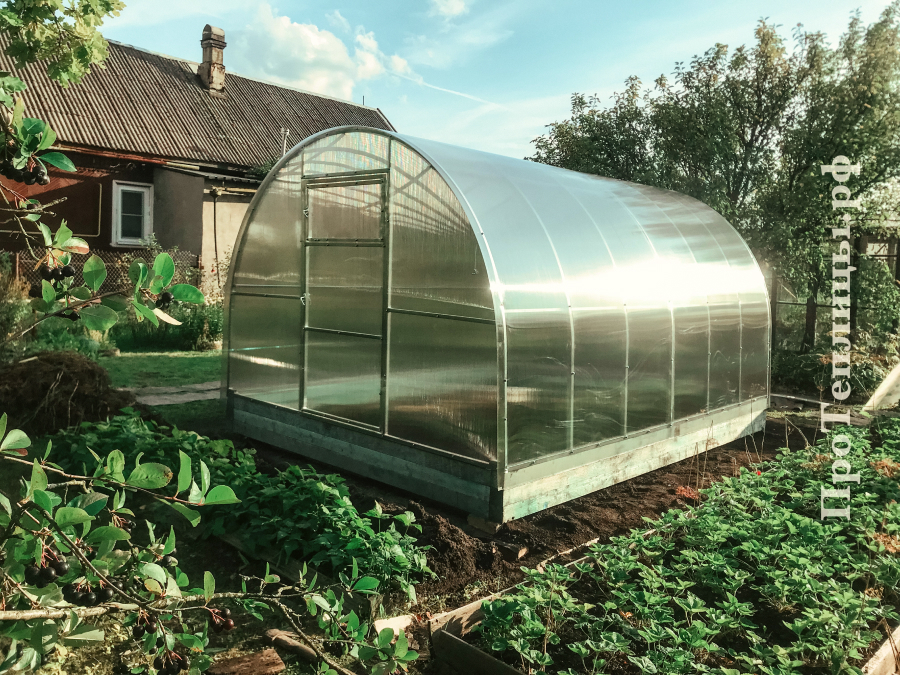 Теплица «Выбор»