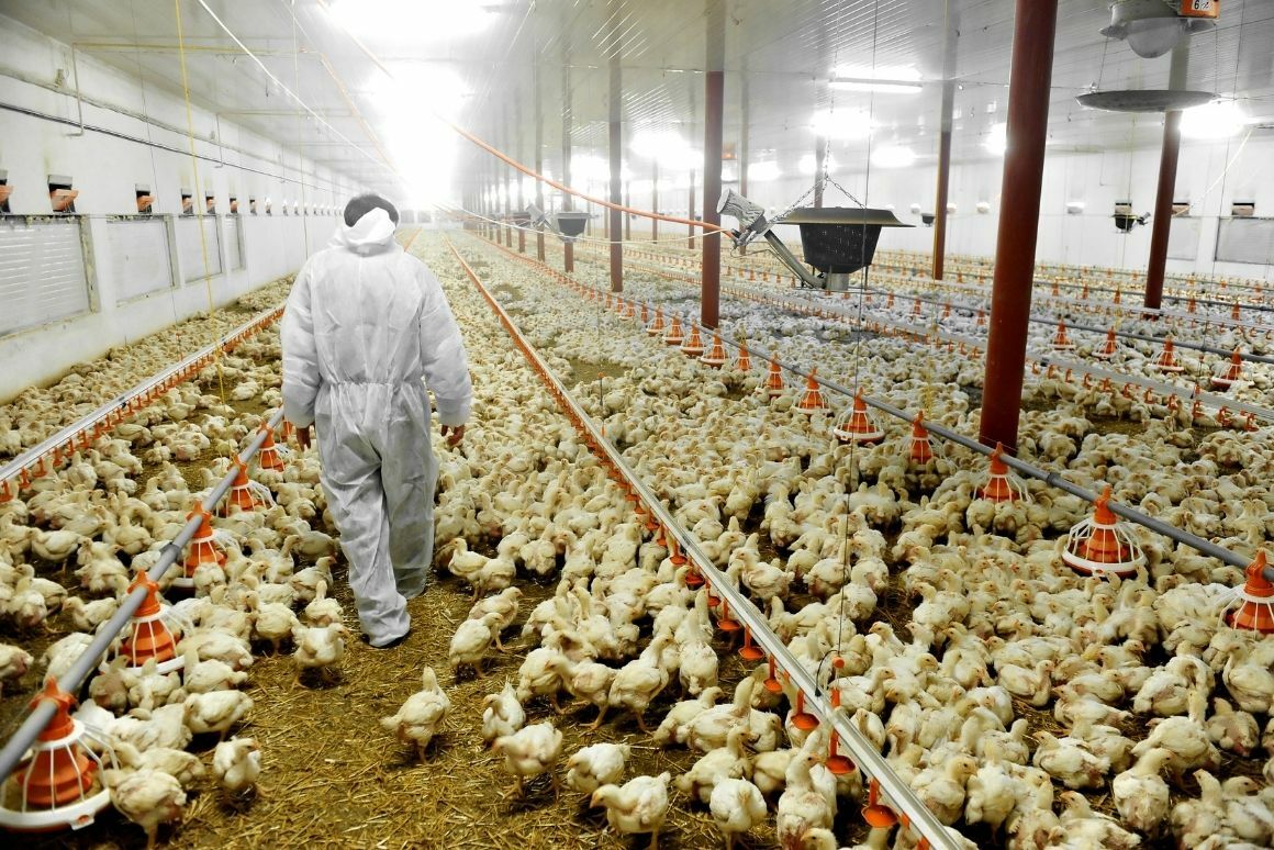 Diseases of broilers: why are they dangerous?