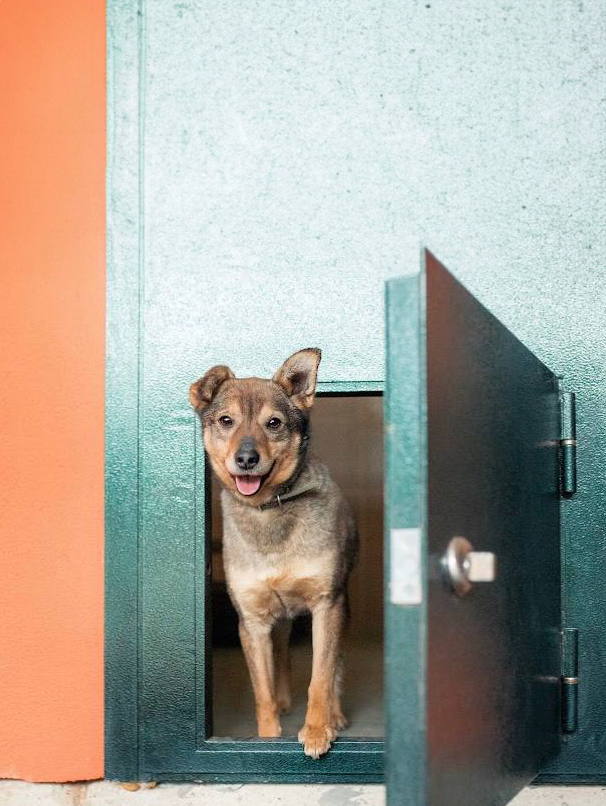 Woof hotel