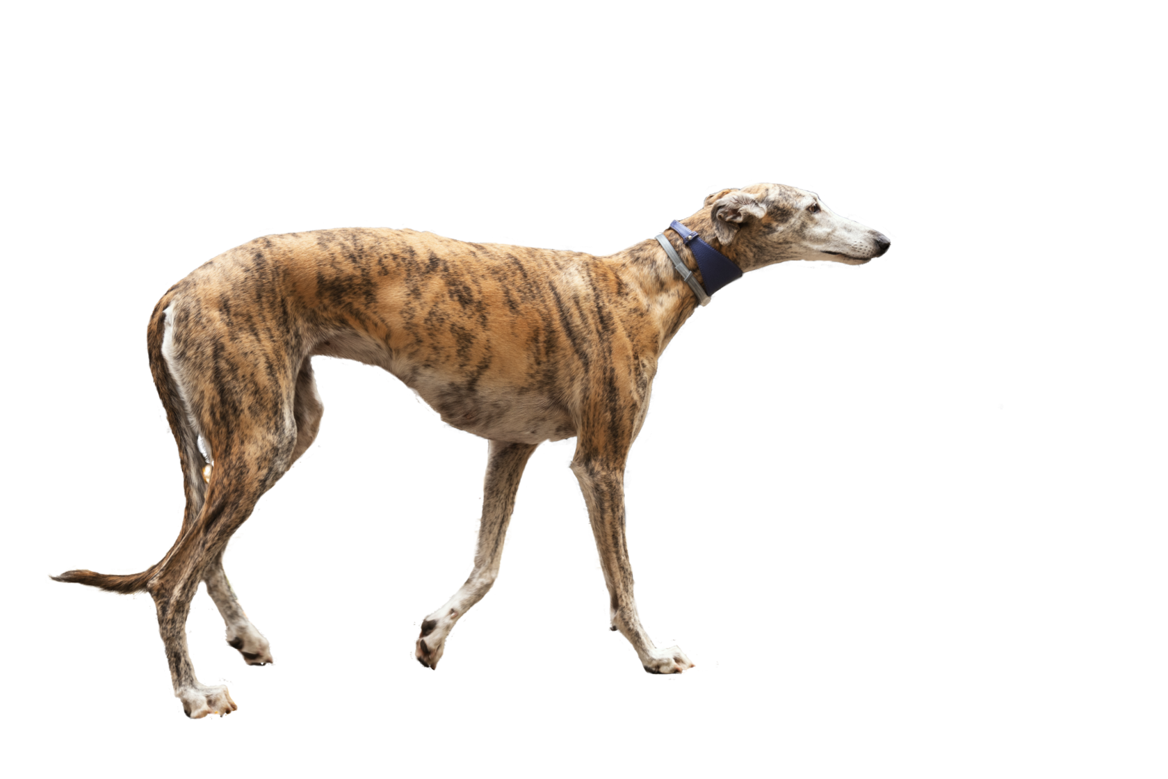 HUNTERPET: Сухой корм холистик для собак российского производства