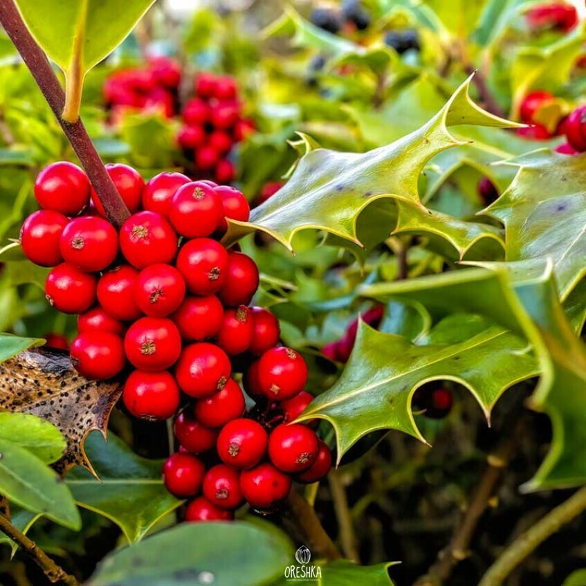 Ilex aquifolium fresh seeds, Holly seeds, Common holly | Oreshka seeds
