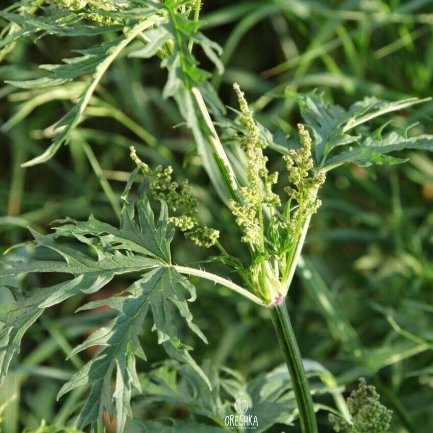 Urtica cannabina fresh seeds, Urtica seeds, Nettles | Oreshka seeds