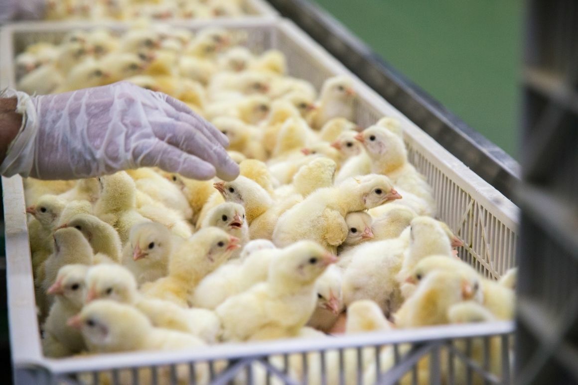 Diseases of broilers: why are they dangerous?