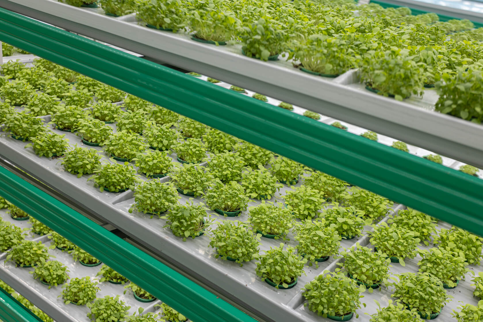 Vertical salad farm, 1873 sq.m., Vnukovo, Russia