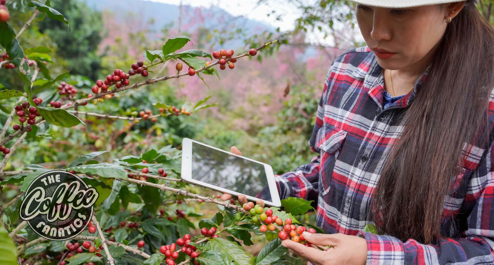 What is USDA Organic Coffee? Benefits, How to Brew, Where to Buy.