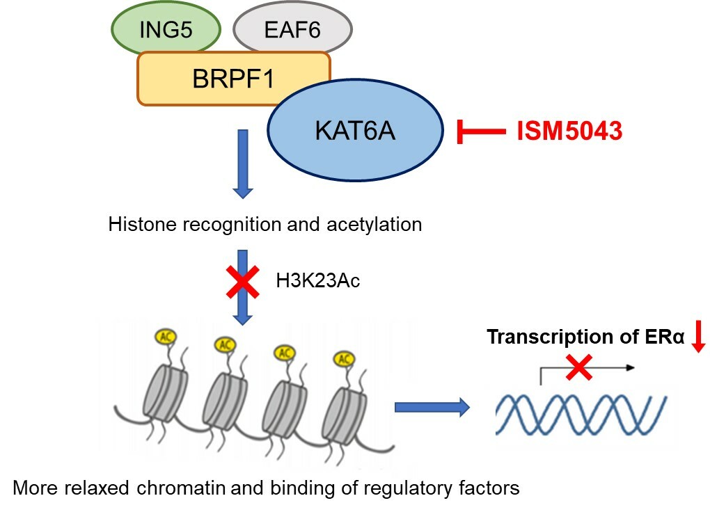 KAT6 | Insilico Medicine