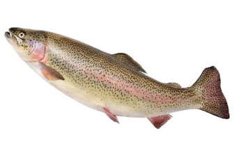 Елисей — Рыбное хозяйство