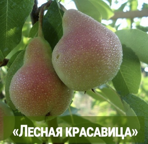 Груша «Лесная красавица»