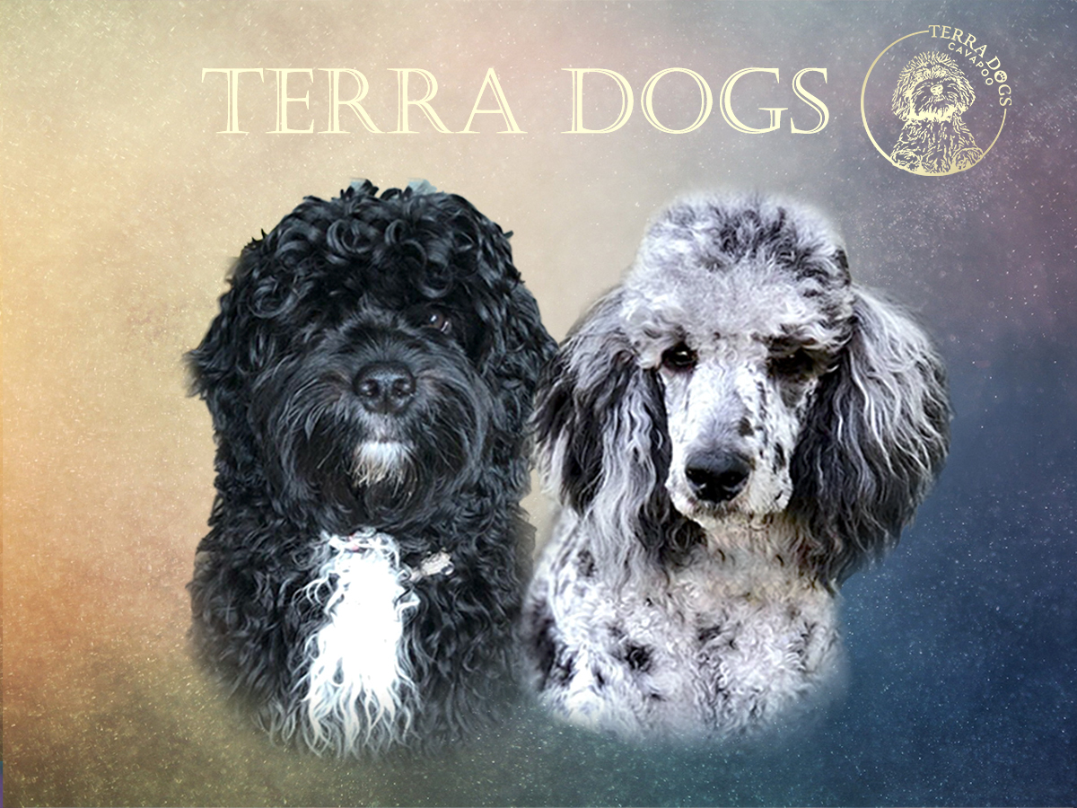 Щенки кавапу питомника Terra Dogs