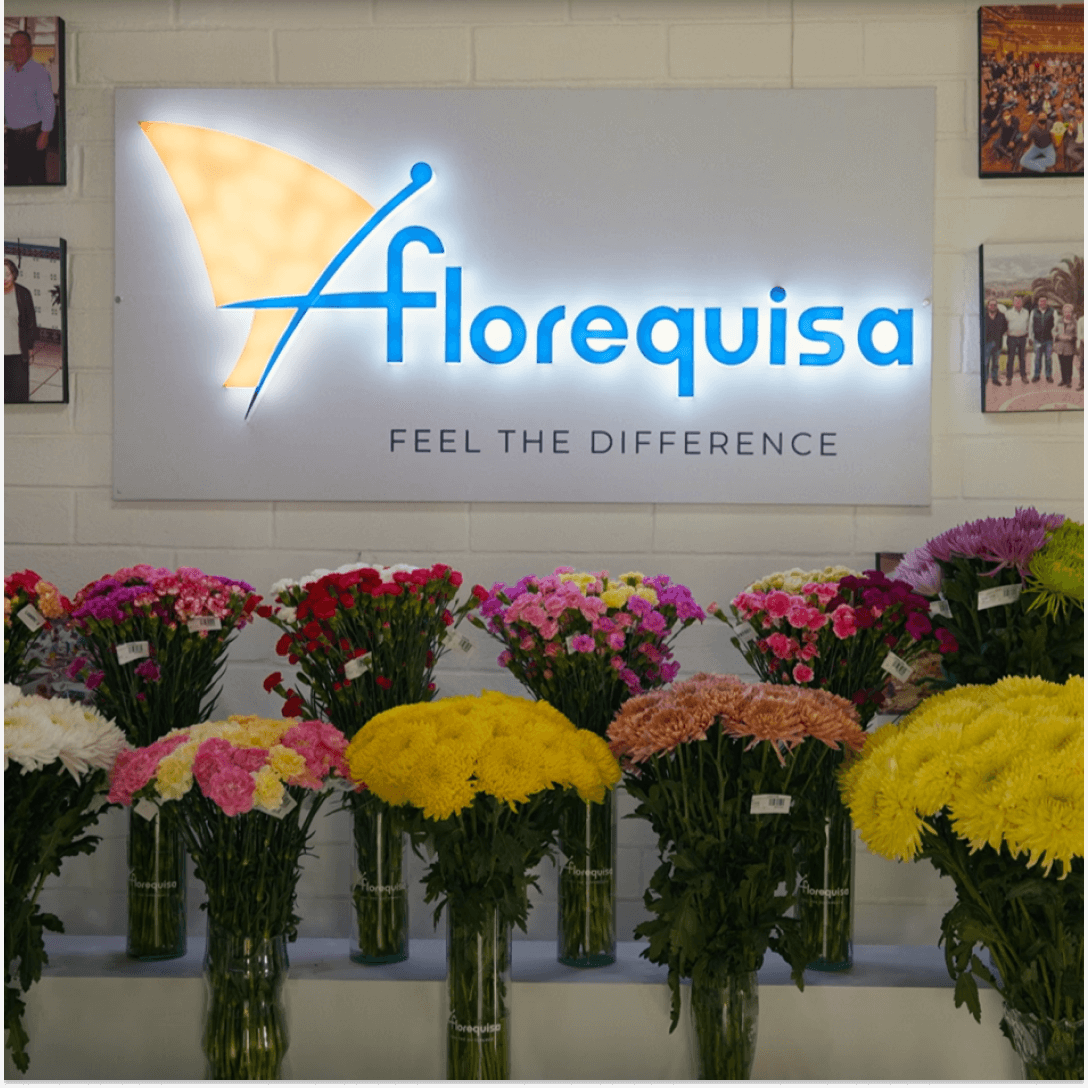 Обзор эквадорской плантации Florequisa, на которой нет роз