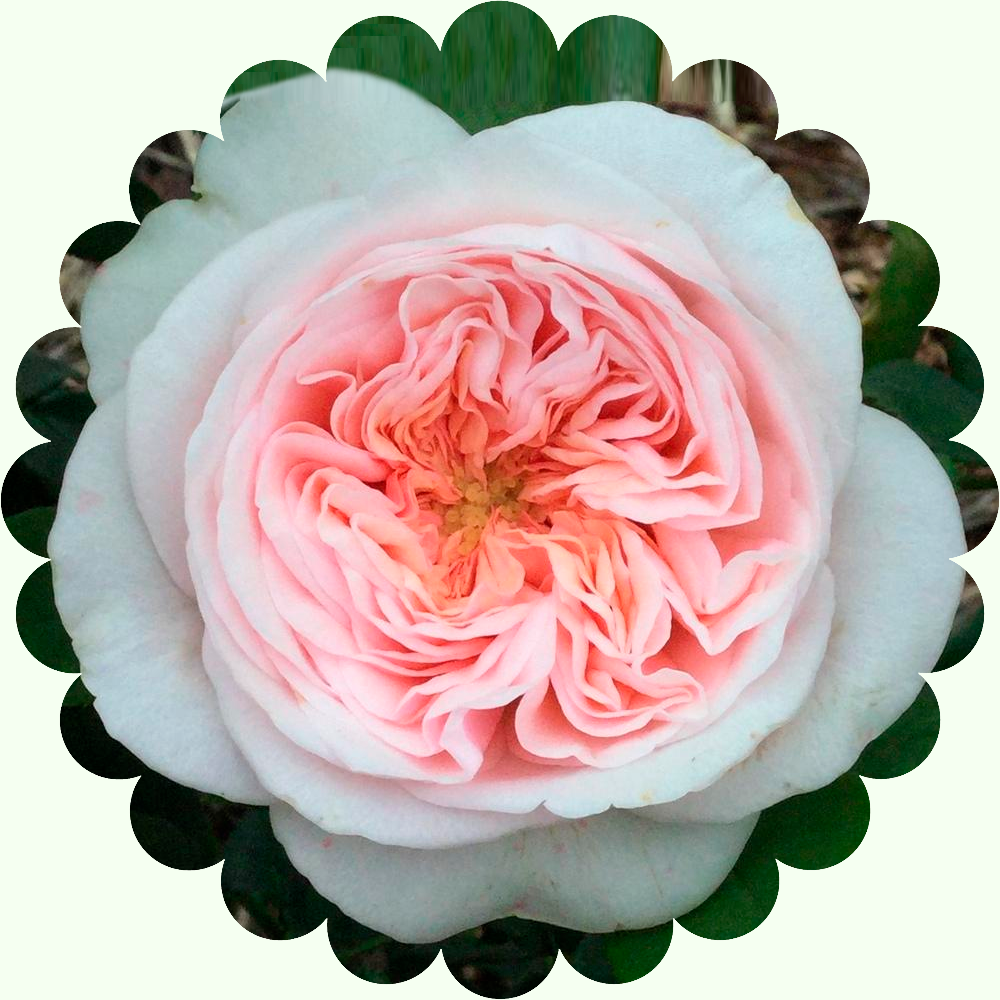 Роза английская Клэр Роуз