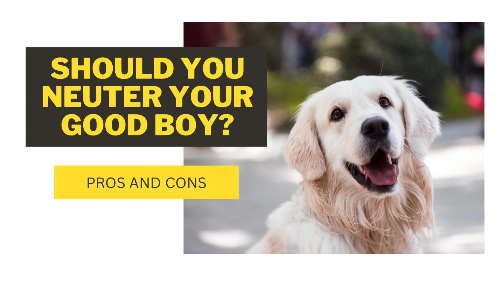 Pros and cons of neutering dogs - Karla C