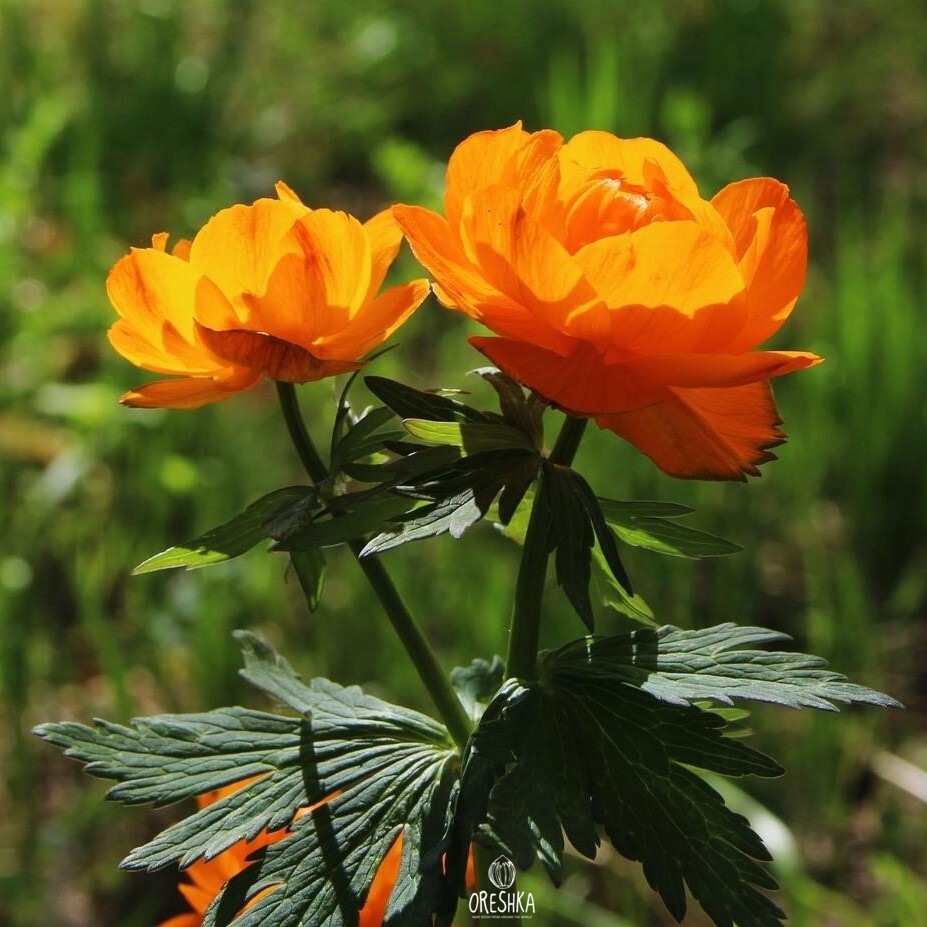 Trollius Asiaticus Fresh Seeds Asian Globe Flower Kupalnitsa Asian 