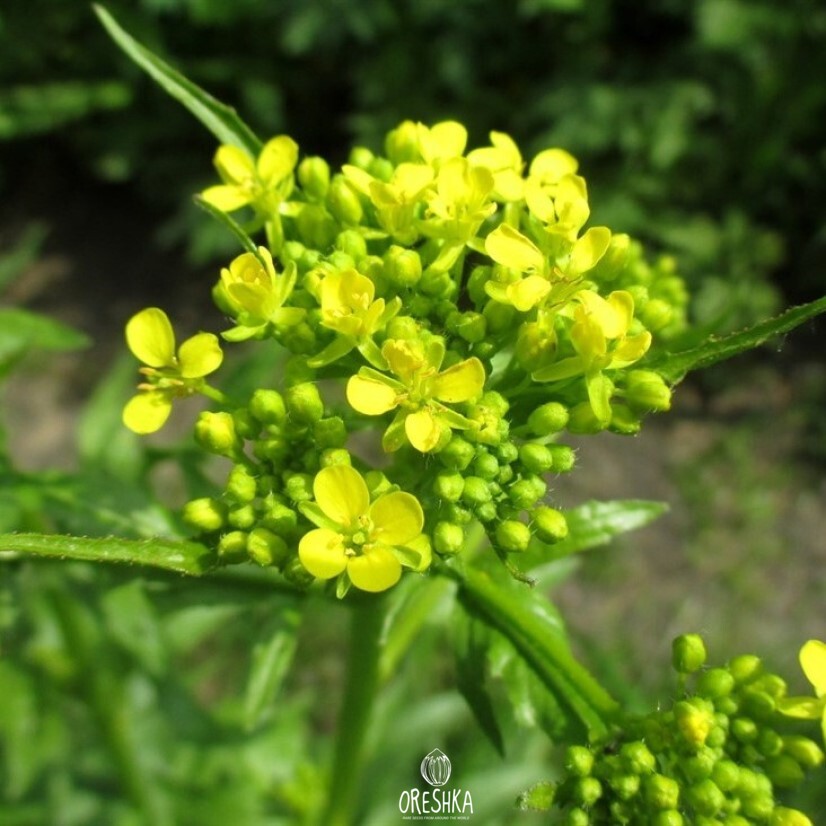 Bunias orientalis fresh seeds, Bunias, Turkish wartycabbage | Oreshka seeds