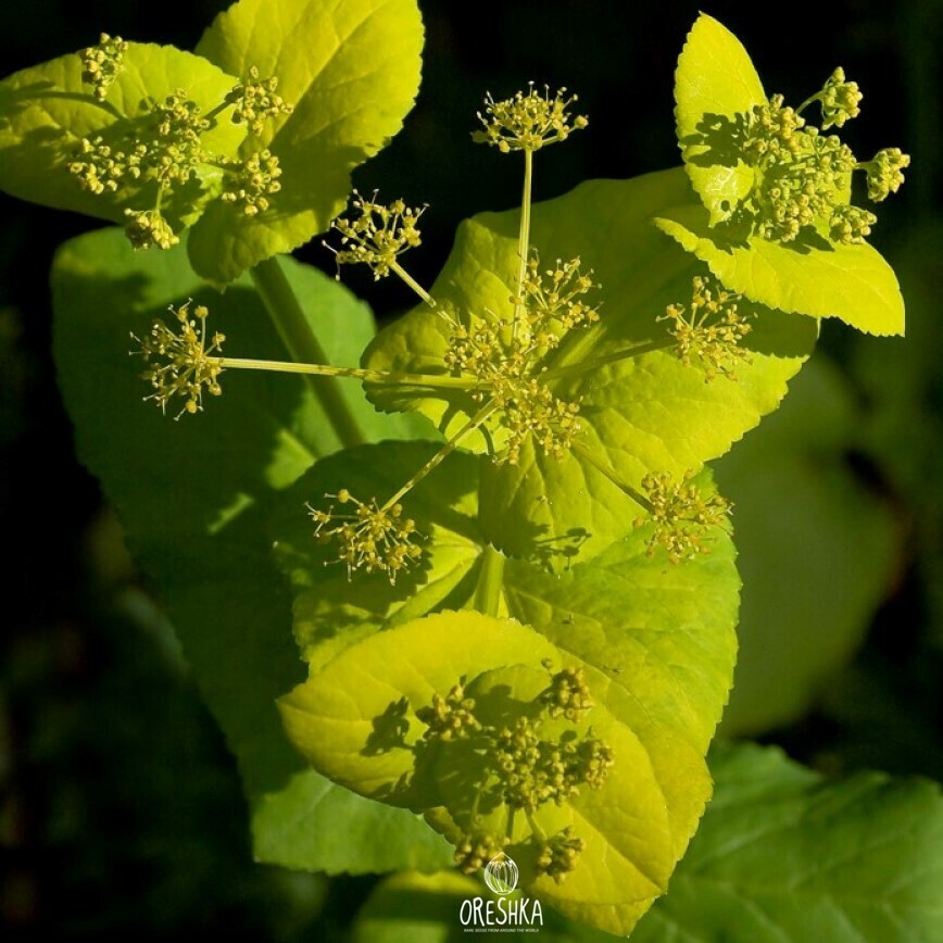 Smyrnium perfoliatum fresh seeds, Maceron | Oreshka seeds