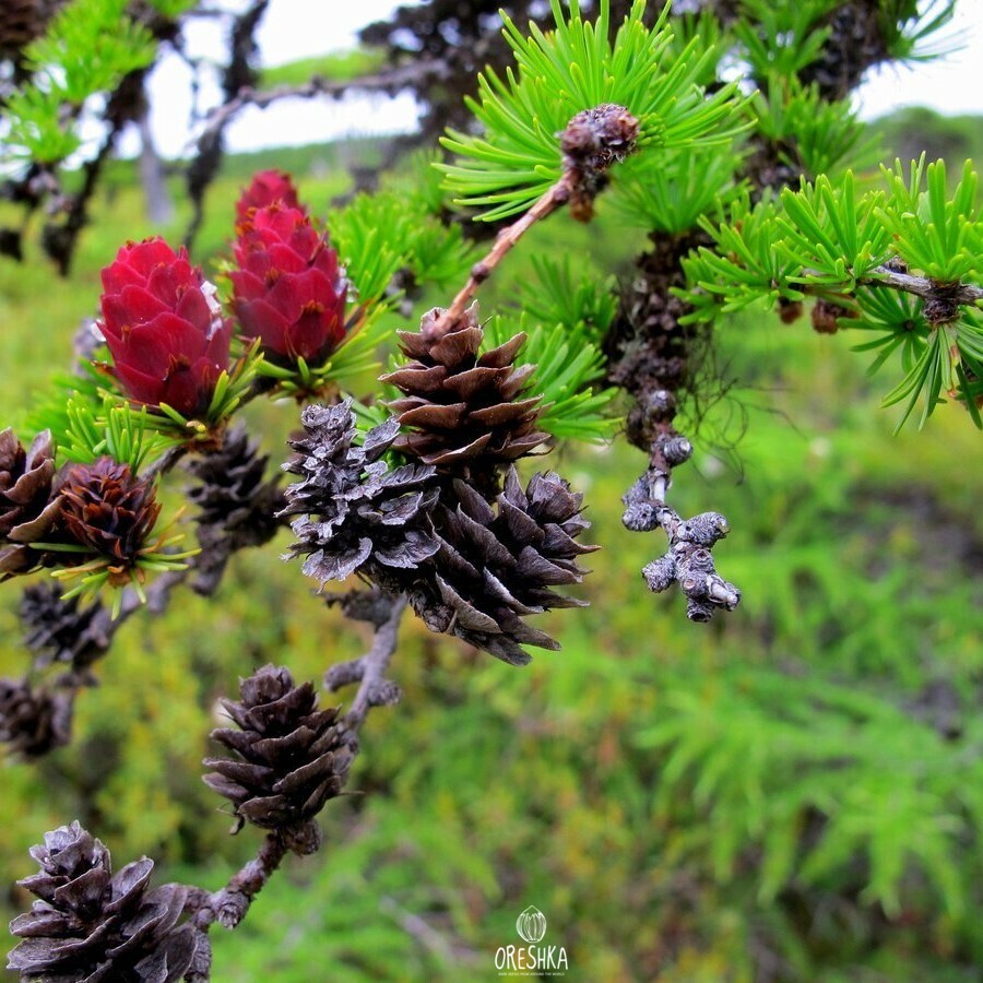 Larix olgensis fresh seeds, Olga Bay larch, Olgan larch | Oreshka seeds
