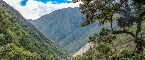 Palo Santo Wood from Peru
