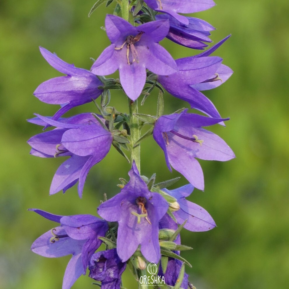 Buy Campanula Rapunculoides Seeds: Organic, Fresh, and Rare | Oreshka Seeds