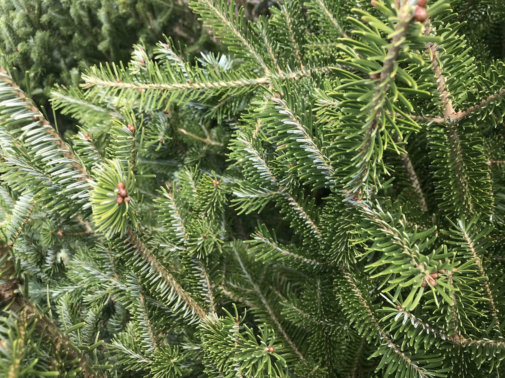 Пихта Фразера - купить из питомника в СПб, по цене от 12500 р.