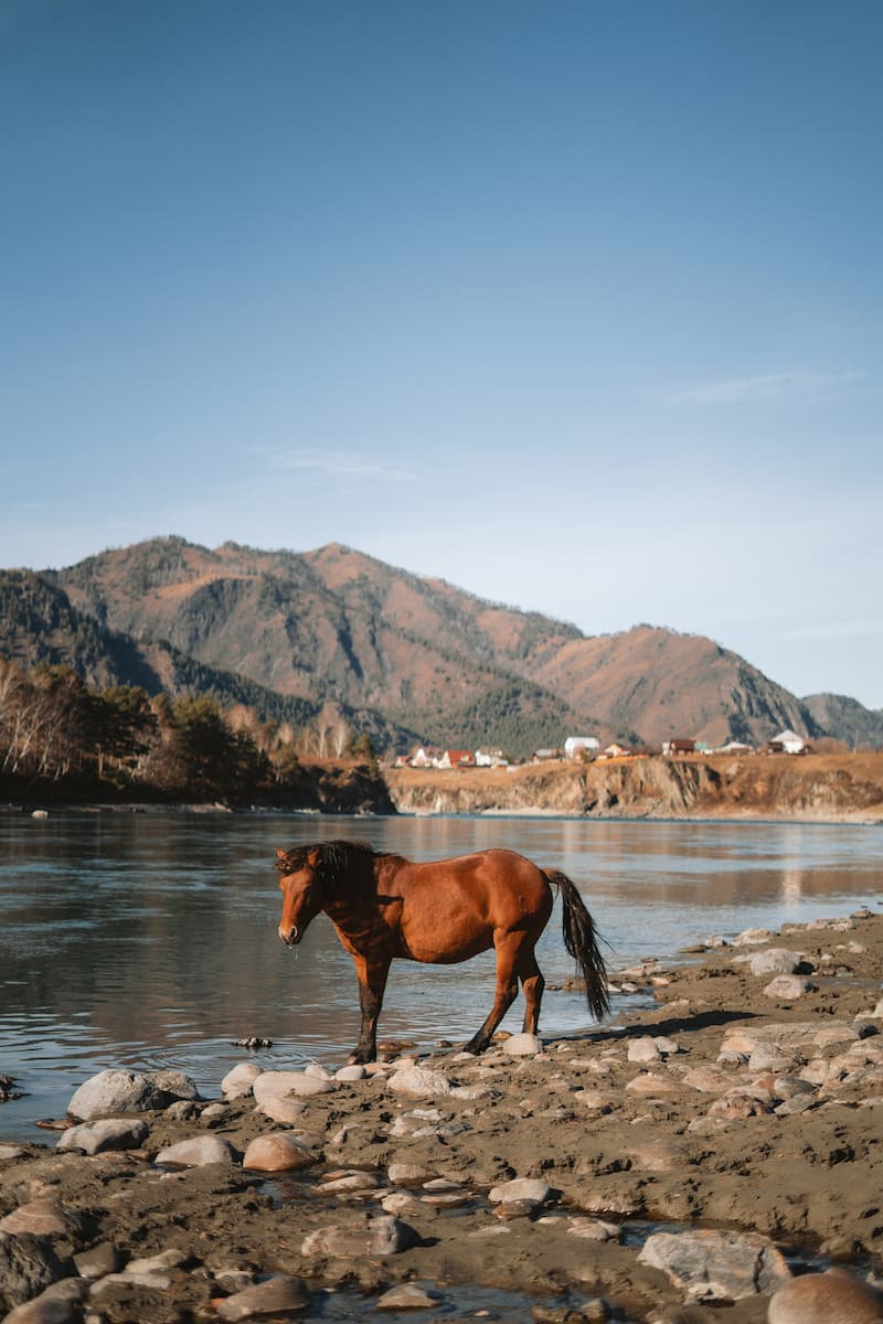 Река катунь какая рыба водится | Taler-travel.ru