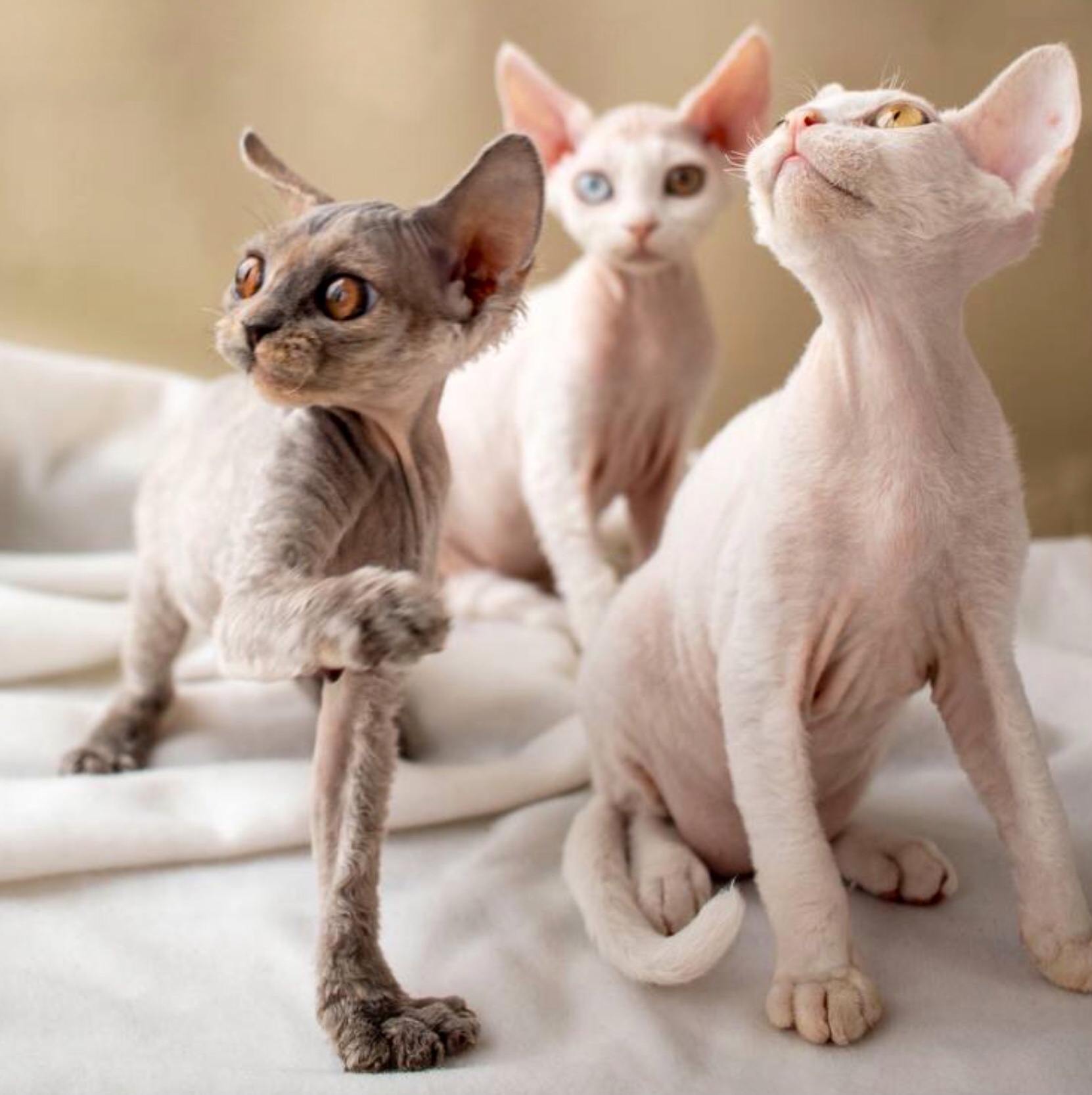 Devon Rex kittens buy in Poland | Cattery Elfograd