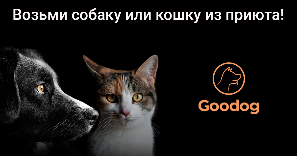 Приложение Goodog: взять собаку или кошку из приюта бесплатно!