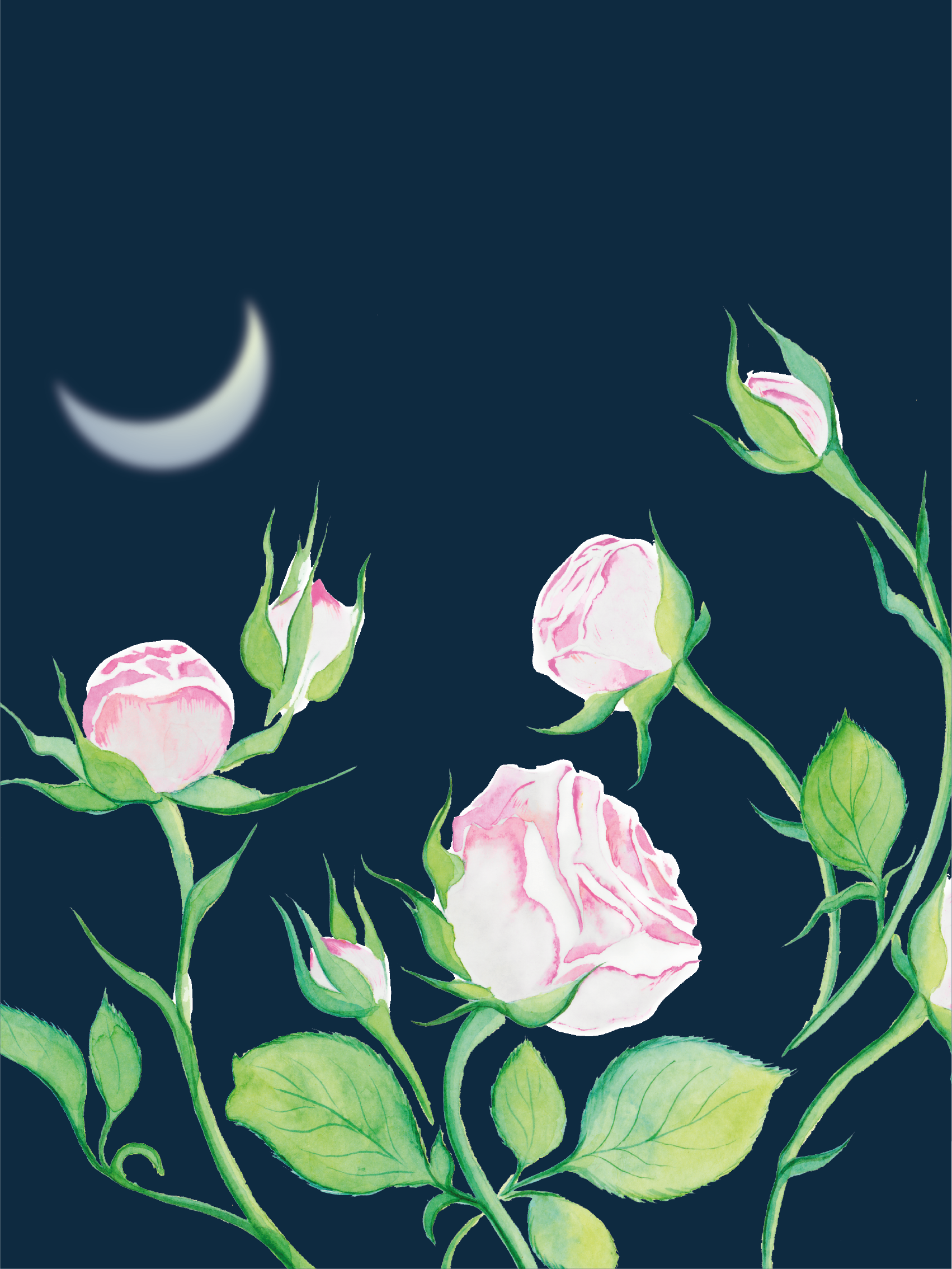 Rose of Muhammad Attar