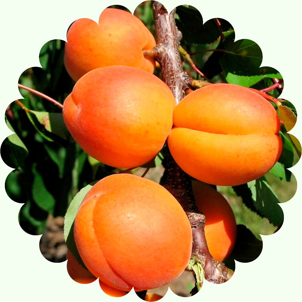 Абрикос Фаворит