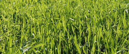 Sweetgrass from Canada