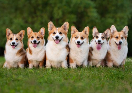 Корги Ami de Komov