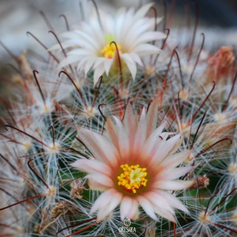 Суккулент Кактус Mammillaria barbata SB-22 семена || Питомник семян Орешка
