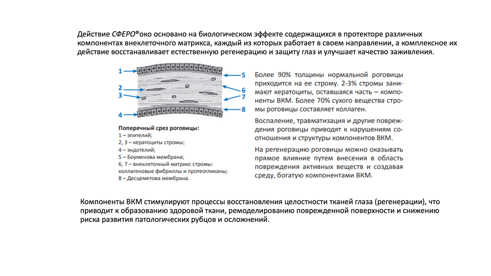 СФЕРО® ОКО - Комплексная помощь Вашим глазам!