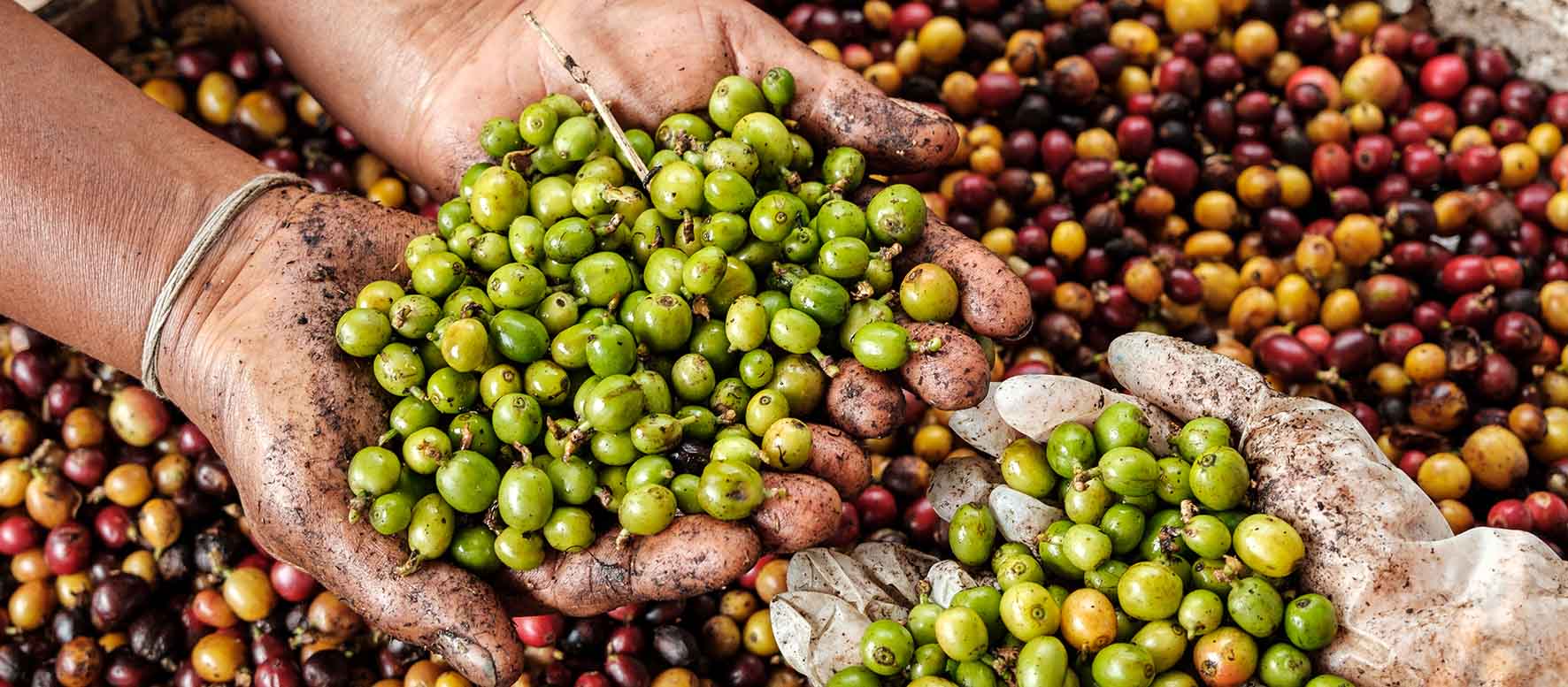 Best 21 Light Roast Coffee Beans For 2023 | Flavor Profiles and Brewing ...