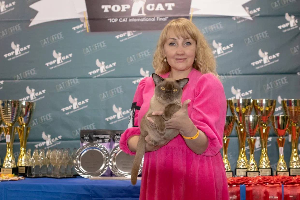 TOP CAT рейтинг