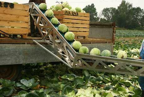 Cabbage crop conveyor