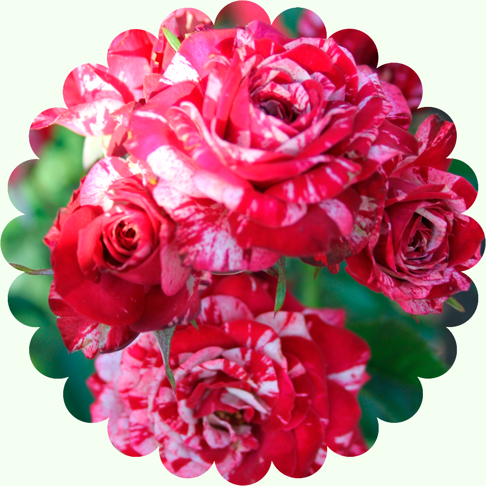 Роза спрей (бордюрная) Арроу Фолиес