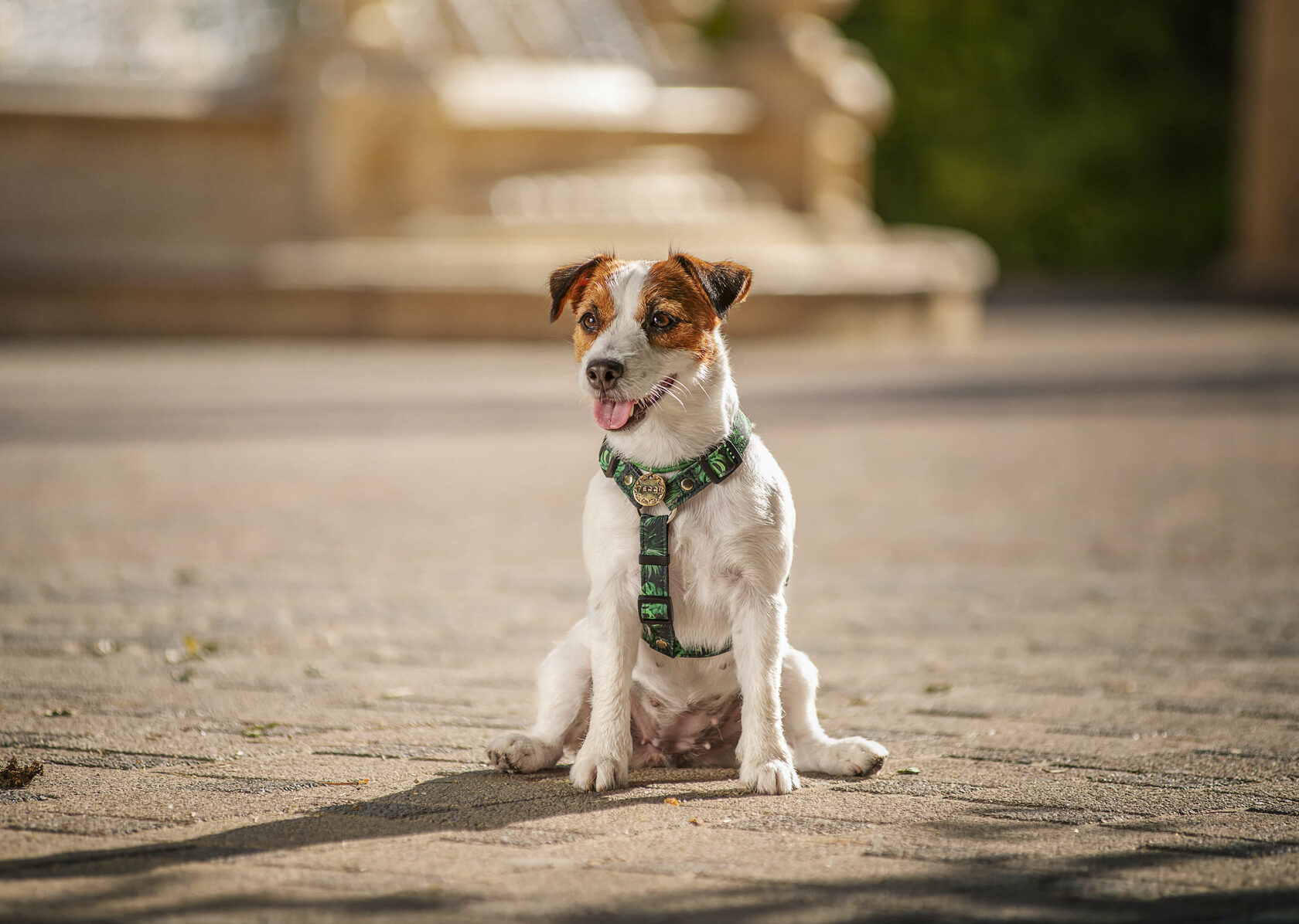 Фотостудия Dogoholics