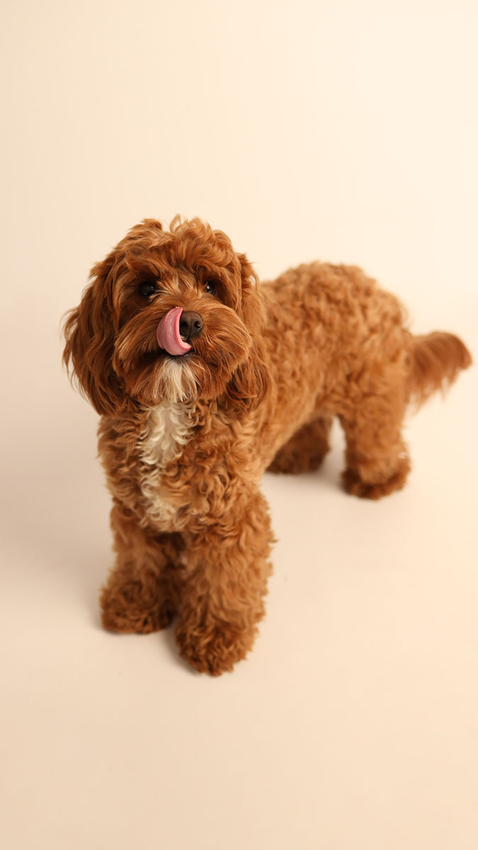 Terra Dogs. Питомник собак породы кавапу