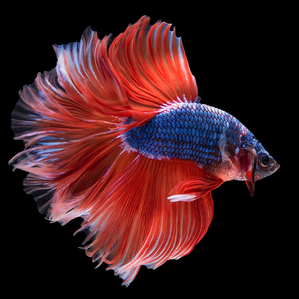 Интернет-магазин рыбок и аквариумной тематики FishShop